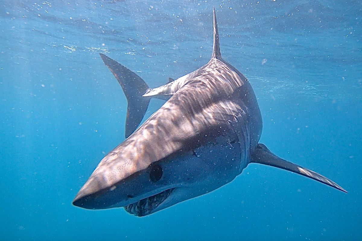 Understanding Sharks – Phoenix Divers SA